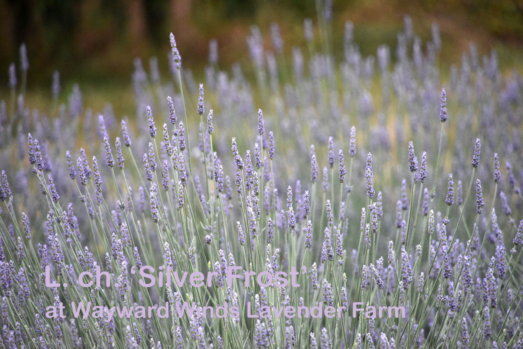 Plant Propagation Services | Wayward Winds Lavender